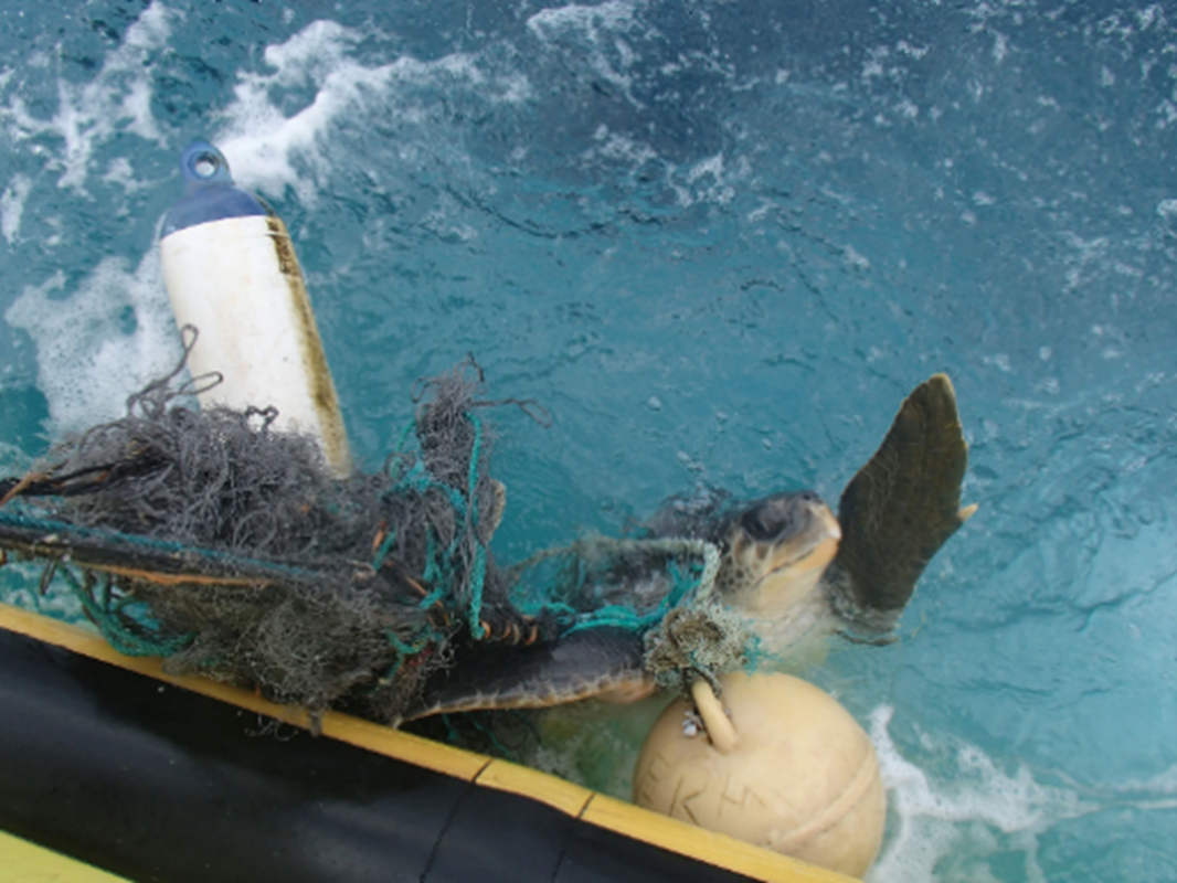 2024 Sustainable Seas Initiative Results